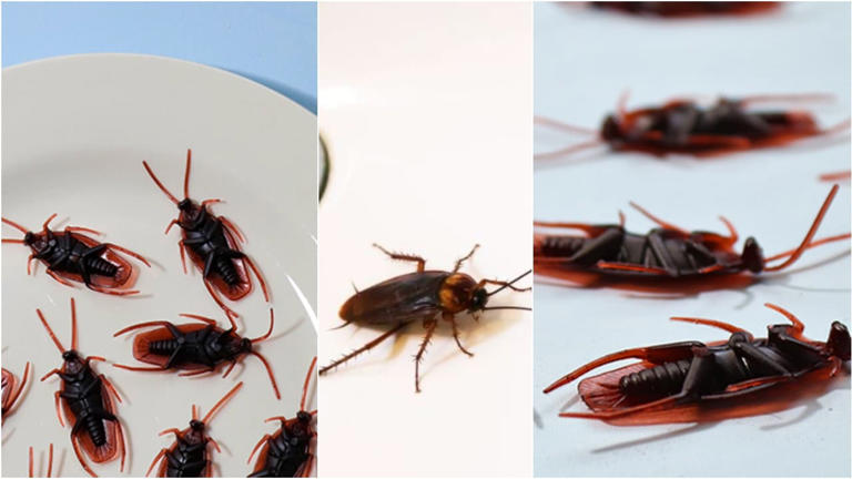 Cockroach fear is real! Why do we scream at cockroaches? Science has a ...