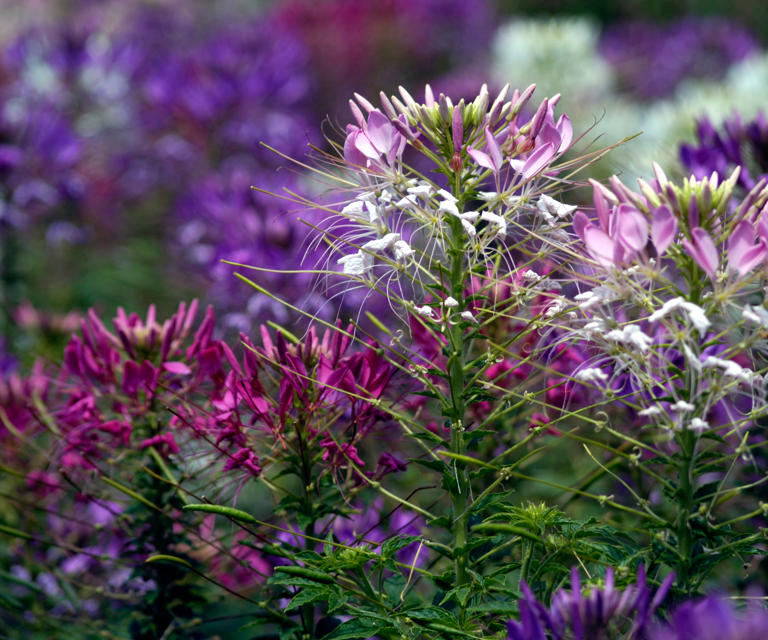 7 unusual wildflowers to plant in May – for a whimsical display until fall