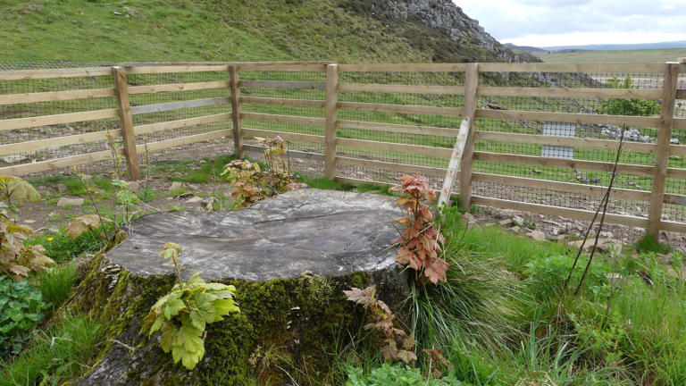 Sycamore Gap artwork winner announced