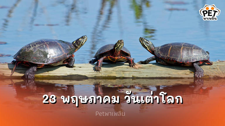 23 พฤษภาคม ถูกกำหนดให้เป็น วันเต่าโลก (World Turtle Day)