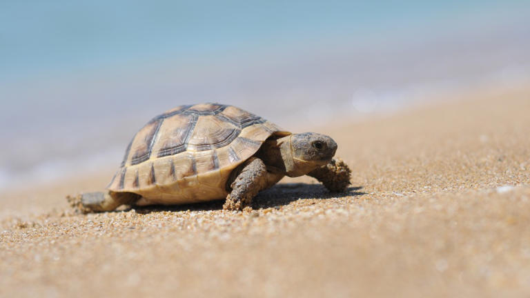 23 พฤษภาคม ถูกกำหนดให้เป็น วันเต่าโลก (World Turtle Day)