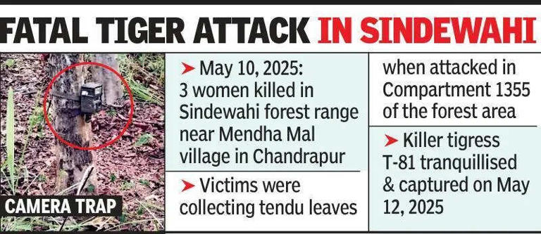 Maharashtra tiger attack: 4 women tendu leaf collectors mauled in ...