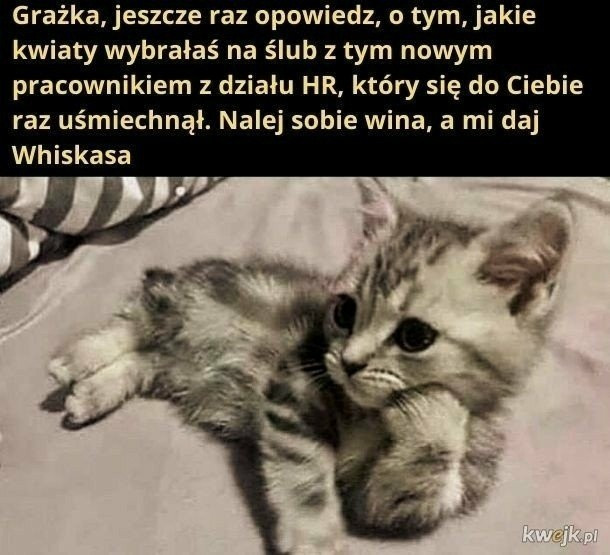 Oto najlepsze memy o kotach. Kocie łakocie - gdzie kocia saszeta? Te ...