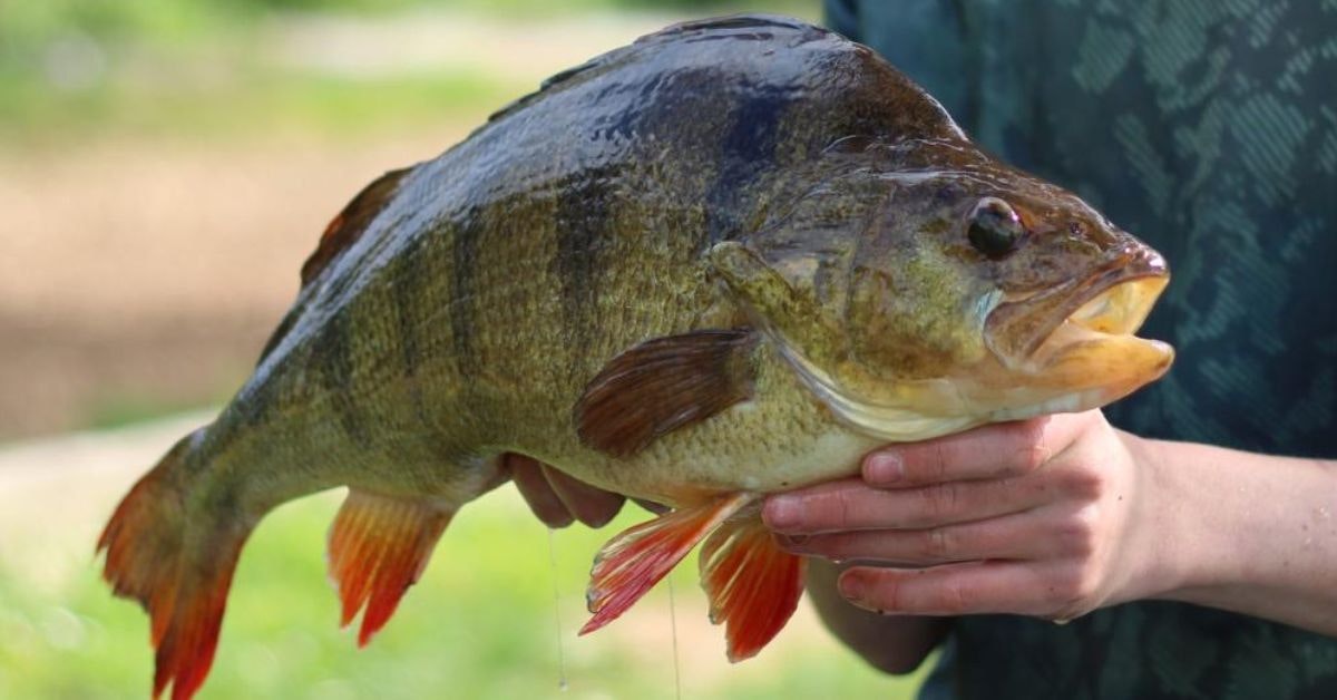 15-year-old lands one of Britain’s biggest ever perch