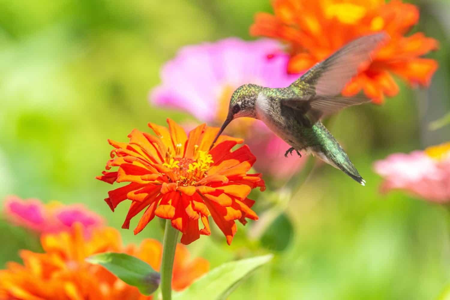 Colors that attract birds (and a few that repel them)