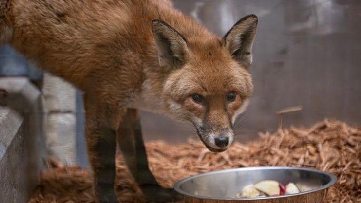 Stowaway fox leaves quarantine in New York