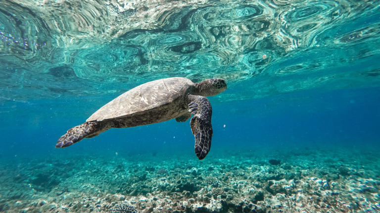 World Turtle Day 2026: 8 incredible facts about sea turtles and their ...