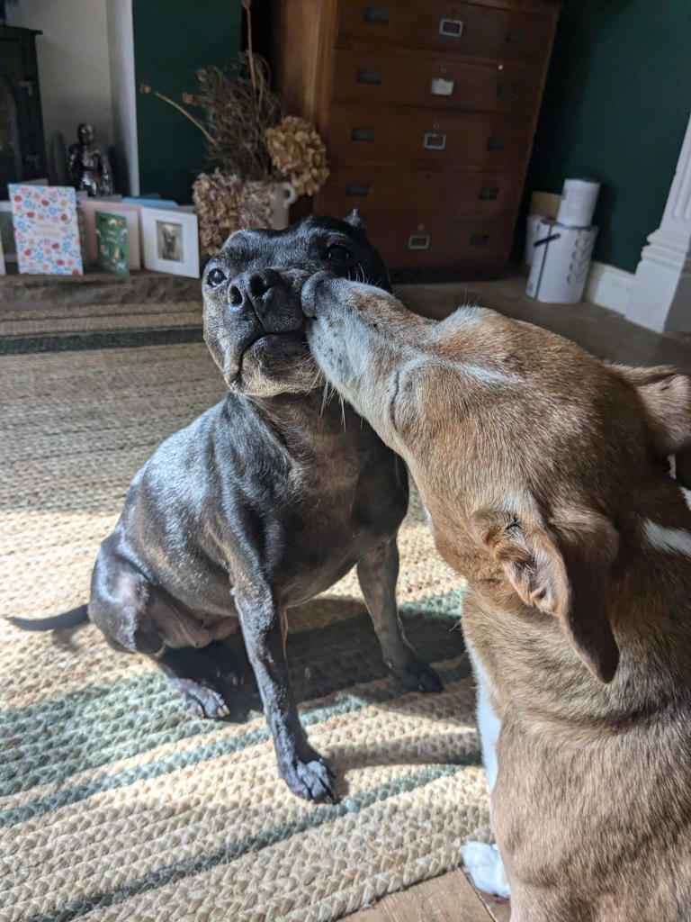 14 heartbreaking dogs including German shepherds and Staffies rescued ...