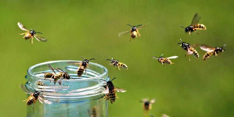 Ward off wasps from your garden gatherings this summer with a £3 ...