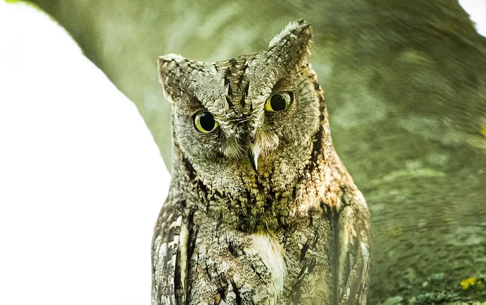 Turn your backyard into an owl haven