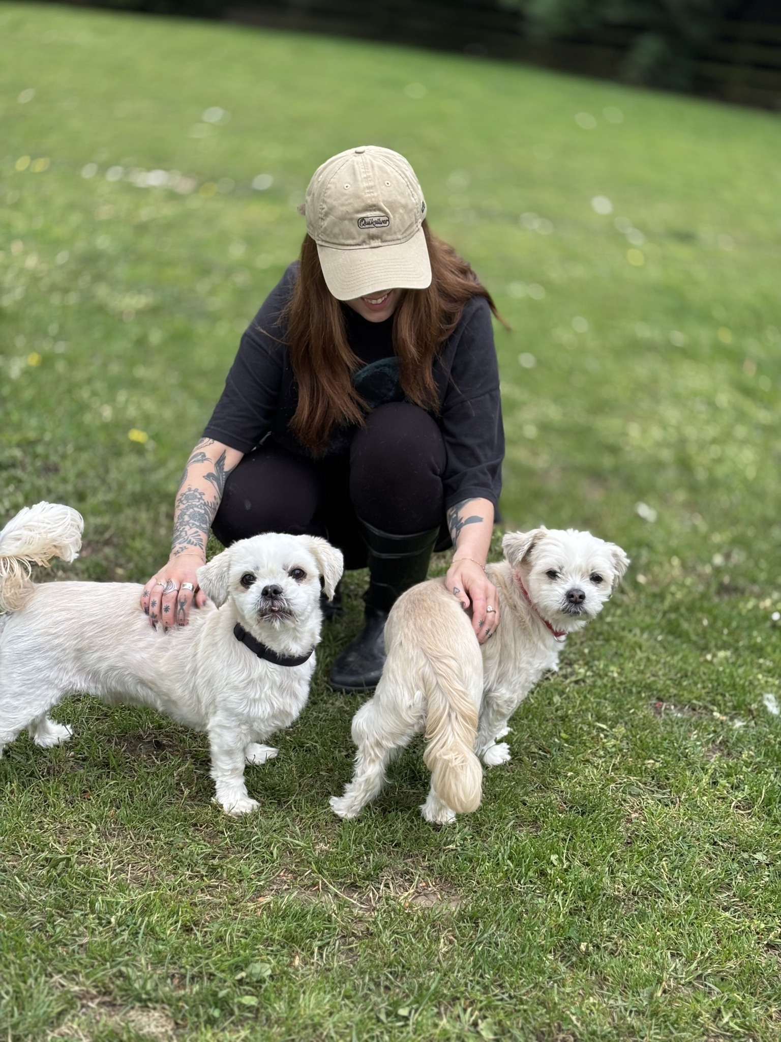 14 heartbreaking dogs including German shepherds and Staffies rescued ...