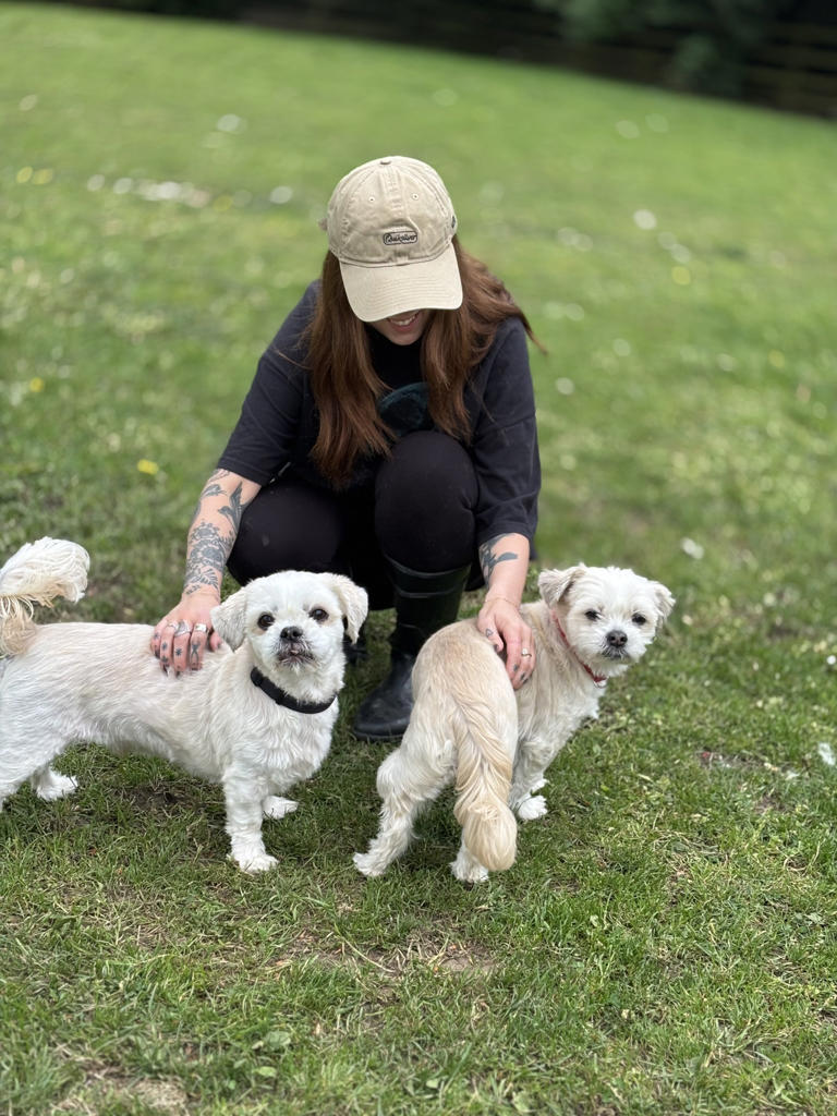 14 heartbreaking dogs including German shepherds and Staffies rescued ...