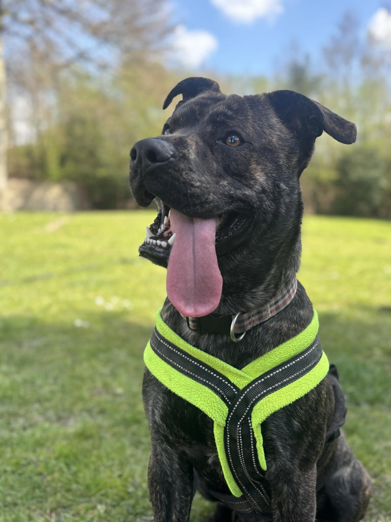 14 heartbreaking dogs including German shepherds and Staffies rescued ...