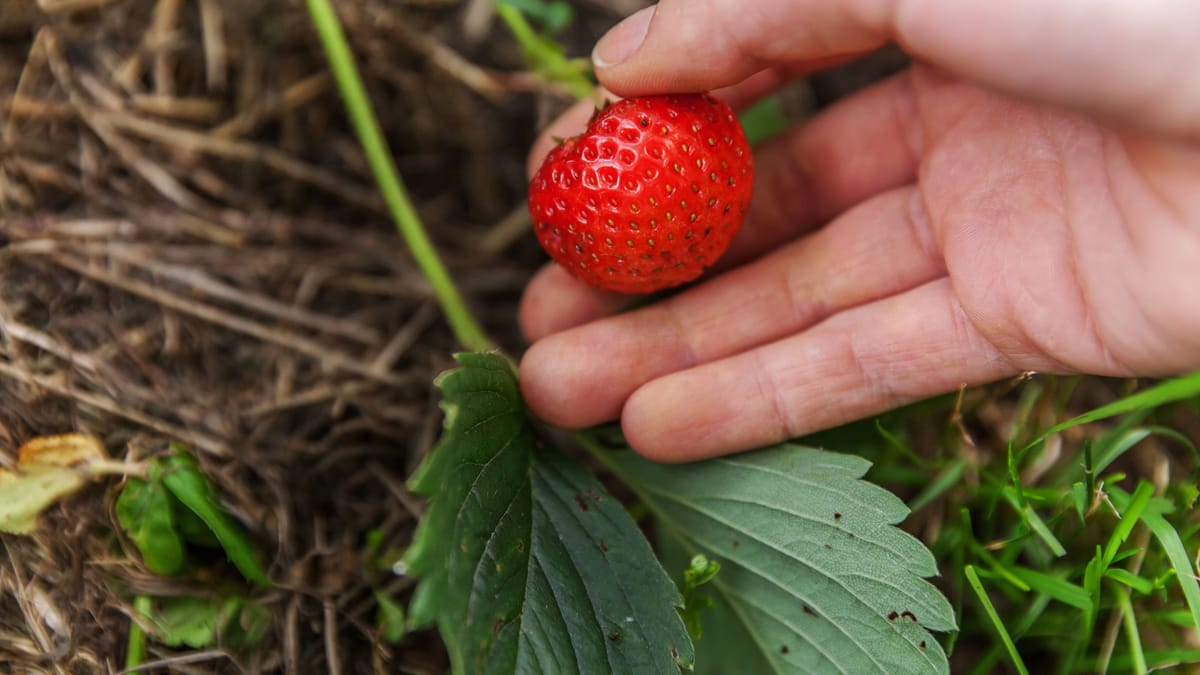 Erdbeeren selbst pflücken: Diese Felder gibt es rund um Berlin
