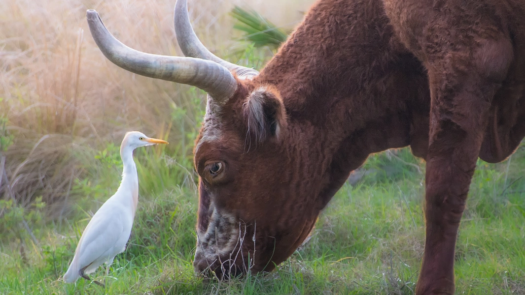 When animals choose their own best friends