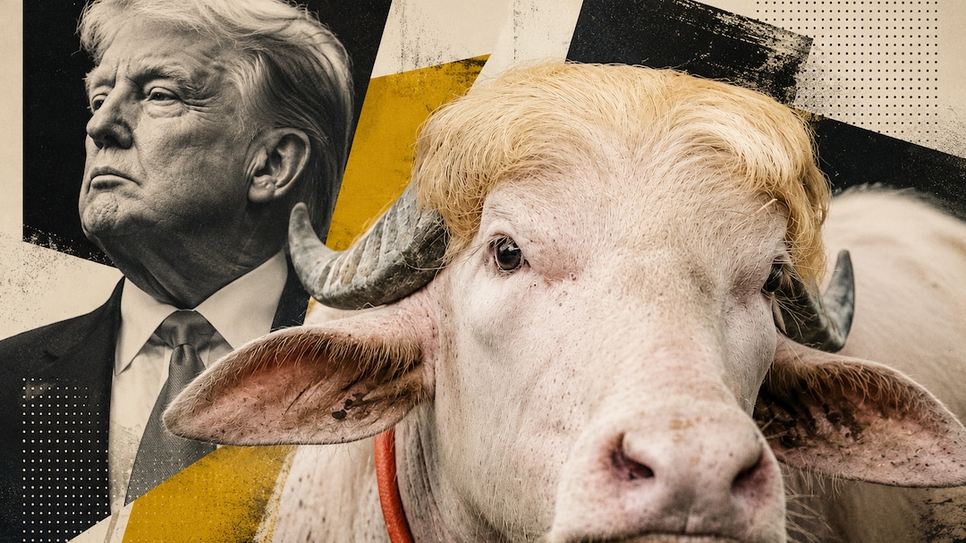 Meet the Donald Trump buffalo that's drawing crowds ahead of Eid