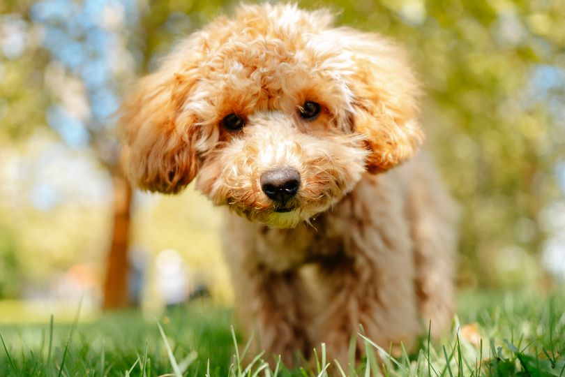 RSPCA warns dog owners against 'damp towel' mistake in hot weather