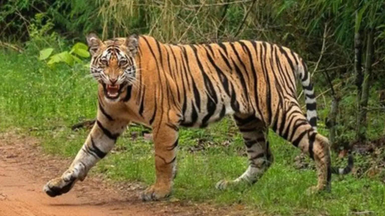 Maharashtra tiger attack: 4 women tendu leaf collectors mauled in ...