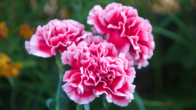 15 plants with pink flowers you can grow indoors