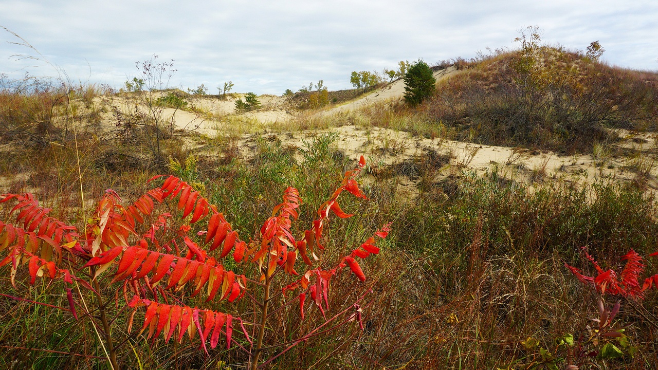 Waves, wild dunes, and plant species scientists are still discovering ...