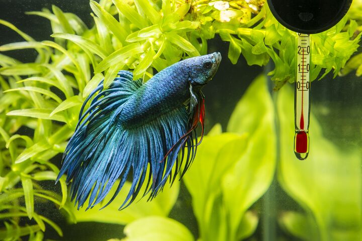 How to properly care for betta fish