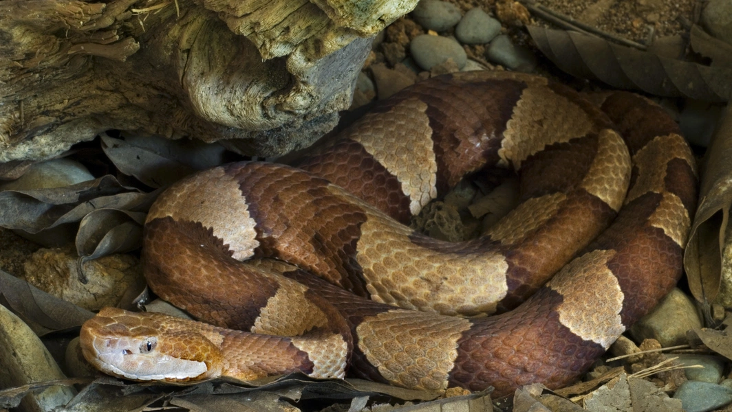 Rising copperhead sightings in NC spark safety warnings