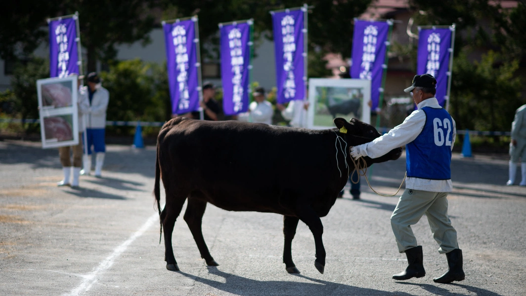 Wagyu secrets from farm to table