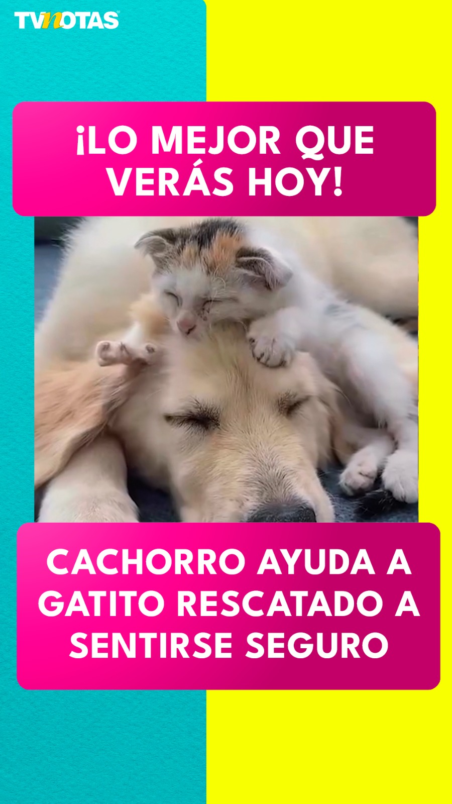 ¡Lo mejor que verás hoy! Perrito calma a gatito asustado y conquista ...