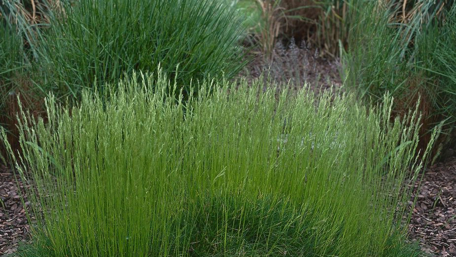 Lawn care tips for year-round green grass