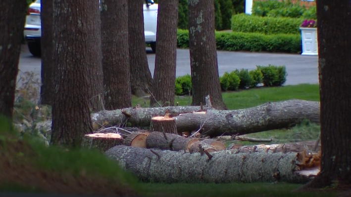 Man killed after being struck by falling tree in Plymouth
