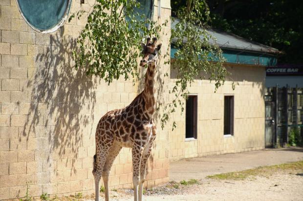 Two-year-old endangered giraffe arrives at Marwell Zoo