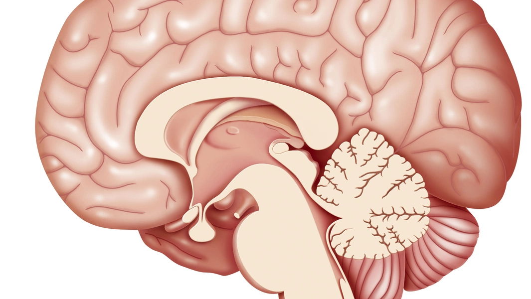 The cerebellum is not just for movement anymore
