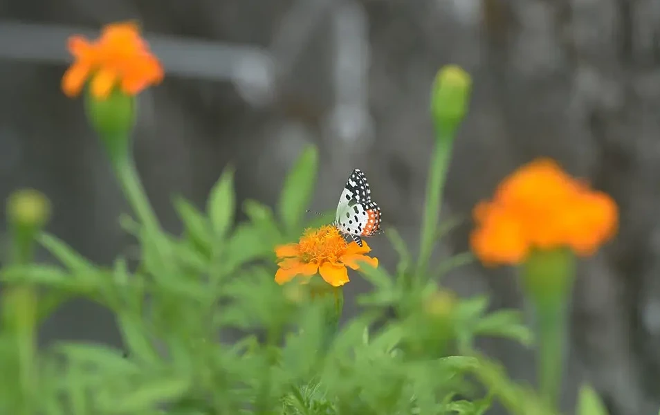 Butterfly garden blooms that last all season
