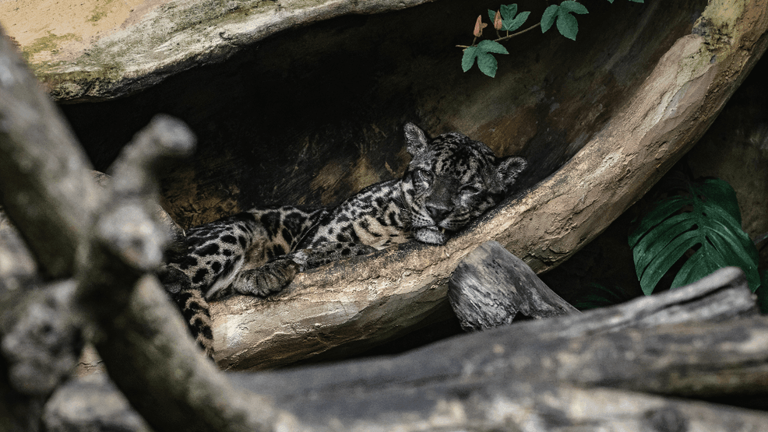 Clouded leopard safely returns after climbing tree near Point Defiance ...