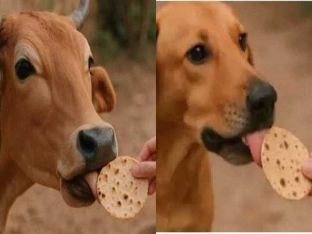 The significance of feeding cows and dogs in Indian culture