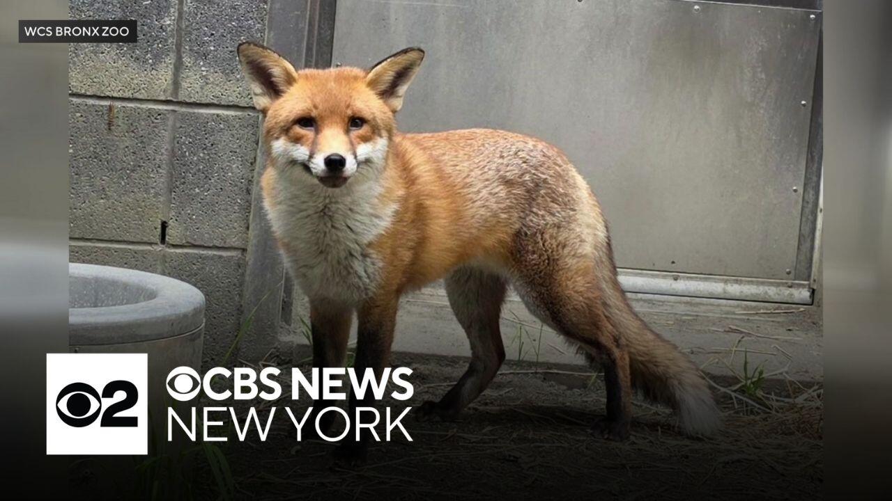 Stowaway fox given clean bill of health at Bronx Zoo