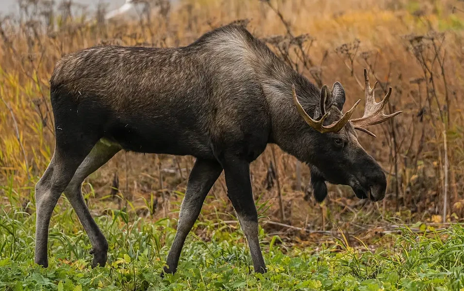 Anchorage travel guide for culture and adventure lovers