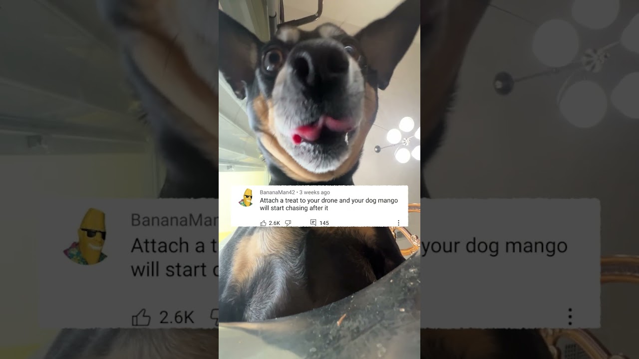 My dog is really fat so I did this
