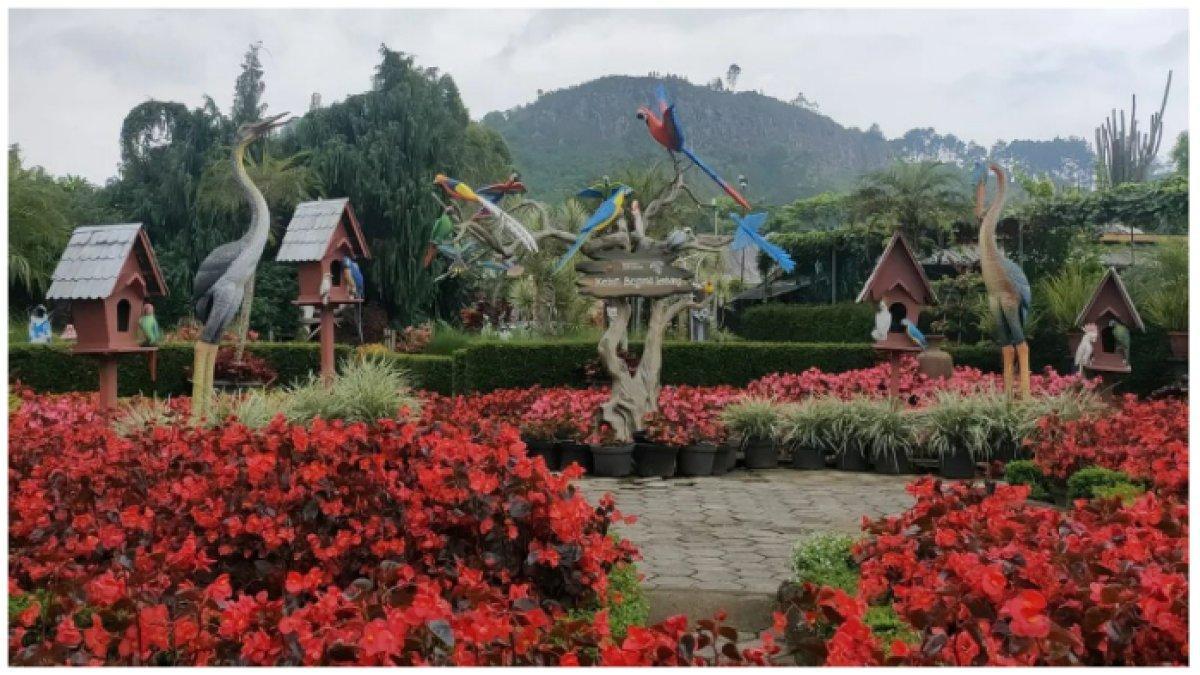 Kebun Begonia Lembang, Jawa Barat destinasi healing dengan taman bunga ...