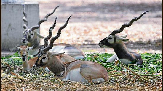 As mercury soars, Ludhiana zoo ramps up summer care for animals