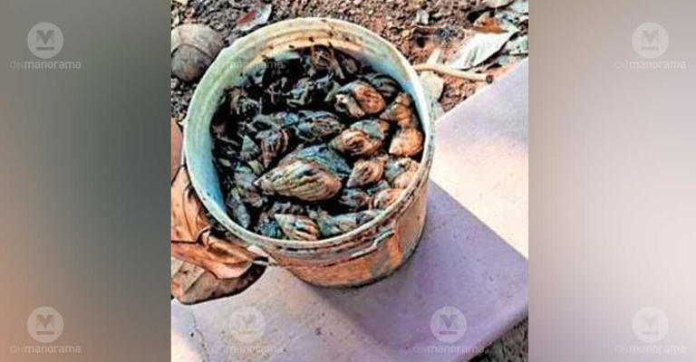 Snail infestation returns to haunt residents in Kannur's Mayyil