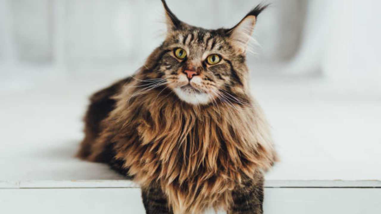 5 cat breeds with strong snake-hunting instincts that can help protect ...
