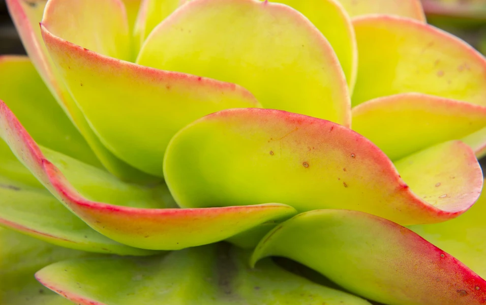 Succulent care tips every plant lover needs