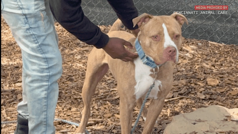 Runaway dog returns home nearly 2 years after going missing in Cincinnati