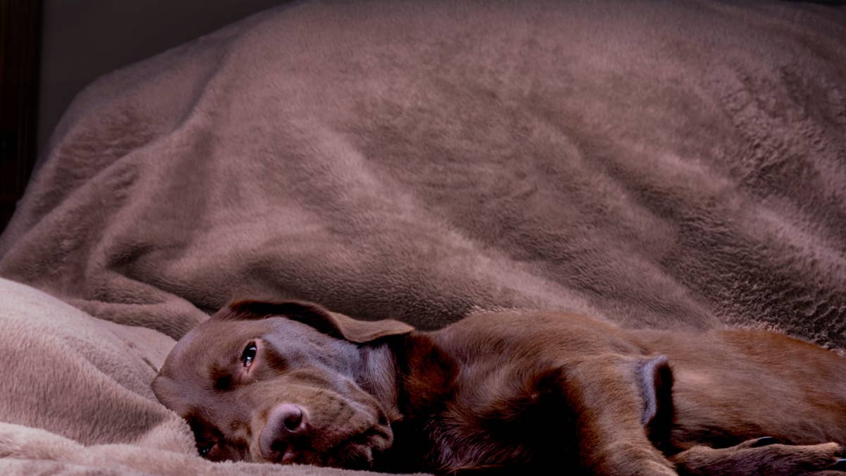 Hound dog steals tiny orange kitten and refuses to give him back
