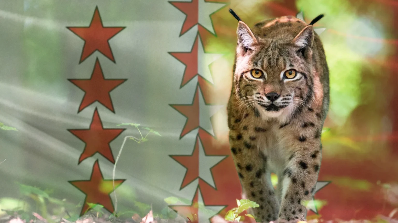 Le retour du lynx en Valais révèle des zones d’ombre