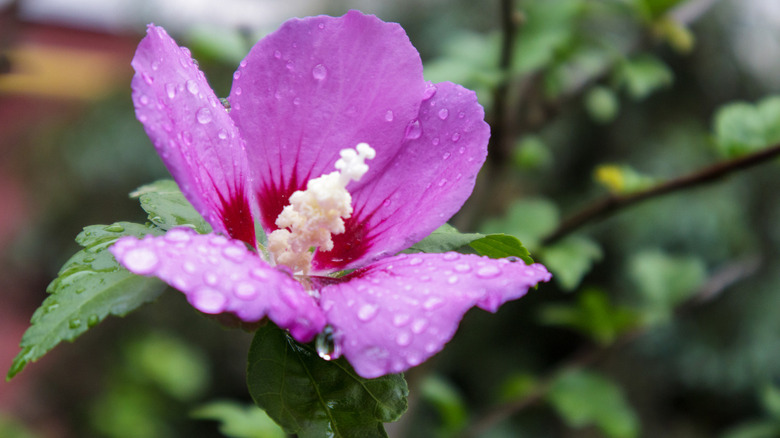 15 shrubs with purple flowers that will bring color to your yard