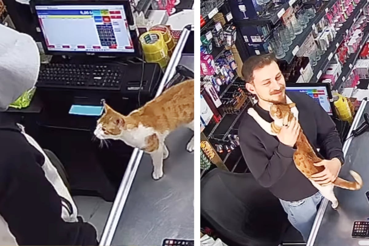 Starving cat is fed by kind store owners – and his display of gratitude ...