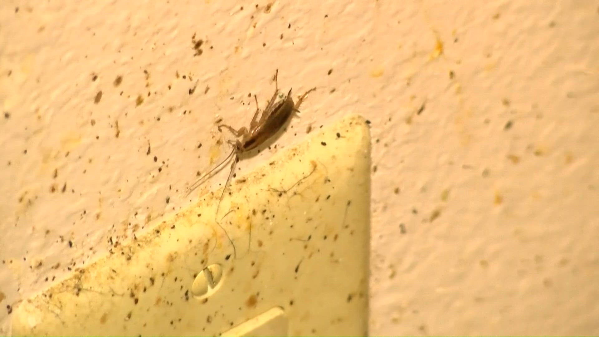 North Toledo tenant reports years-long roach problem at Regina Manor
