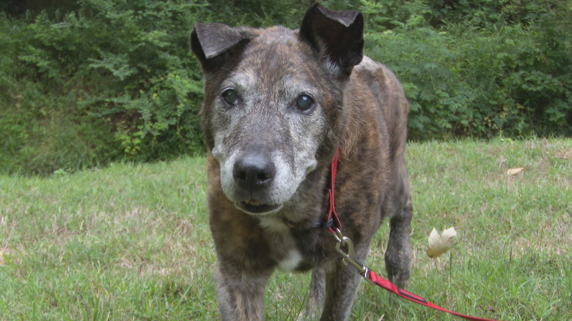 Deaf dog rescued by Greenville APS after three weeks